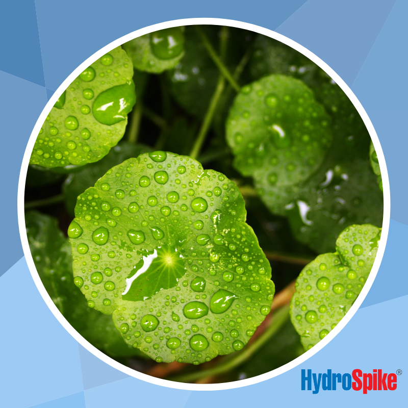 HydroSpike® Super Handy Sprayer (HSS) - HydroSpike®